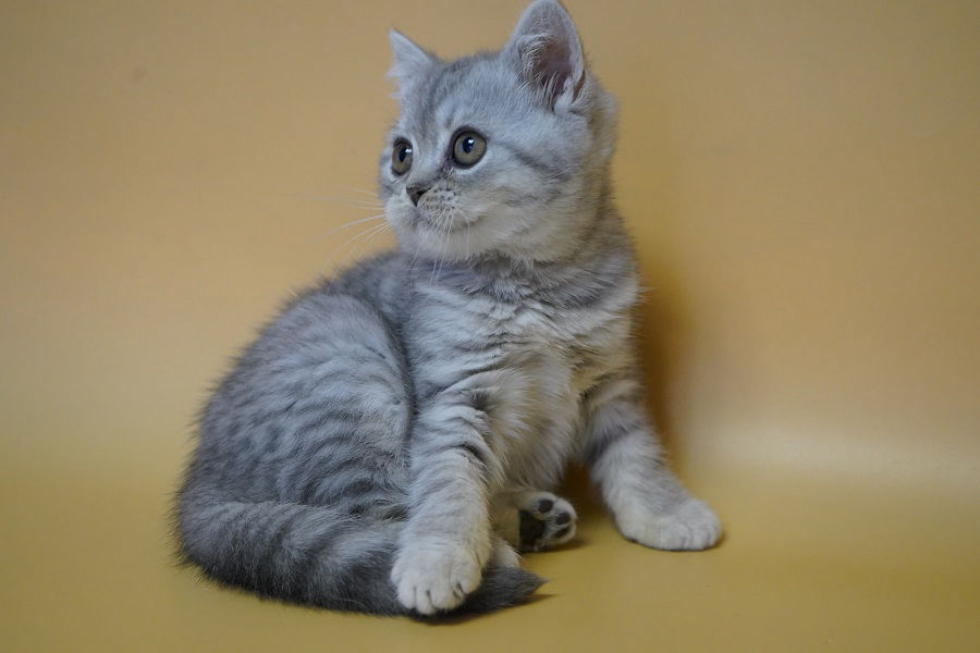 Available kittens for you