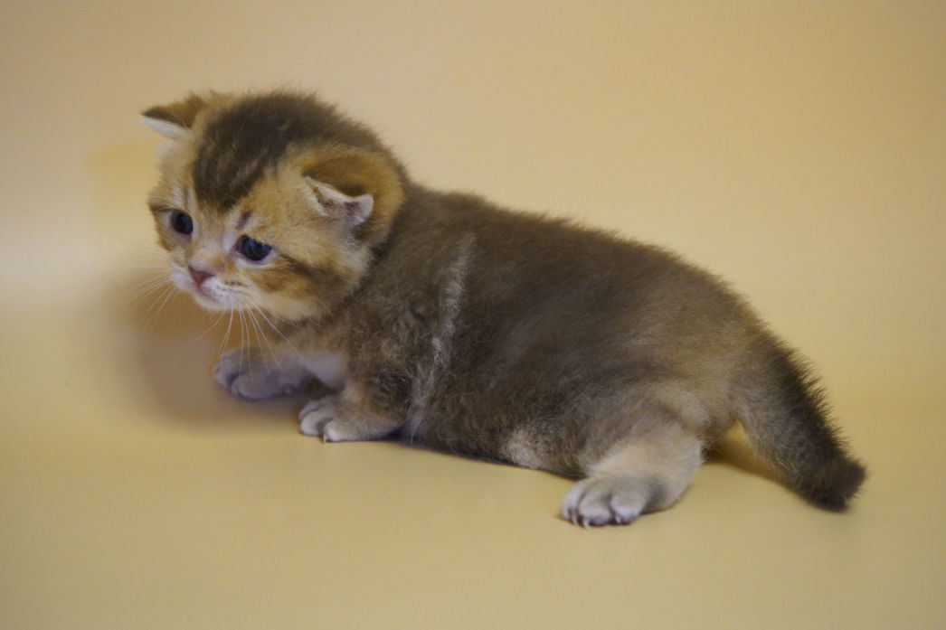 Available kittens for you